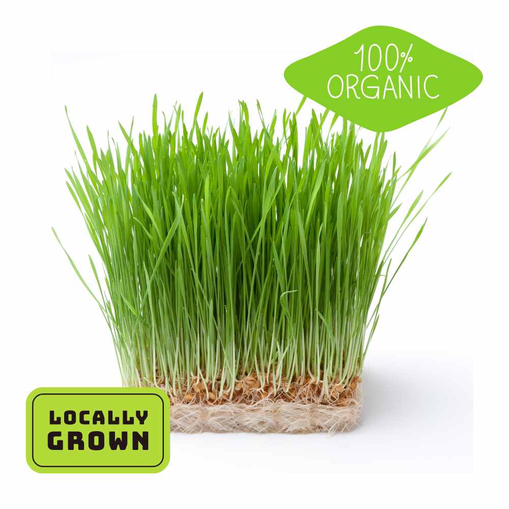 Live Wheatgrass (Cat Grass) Microgreens